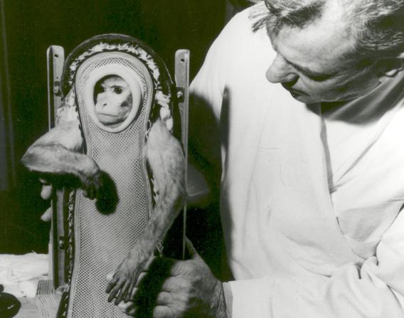 Happy World Monkey Day – Eric Brightwell