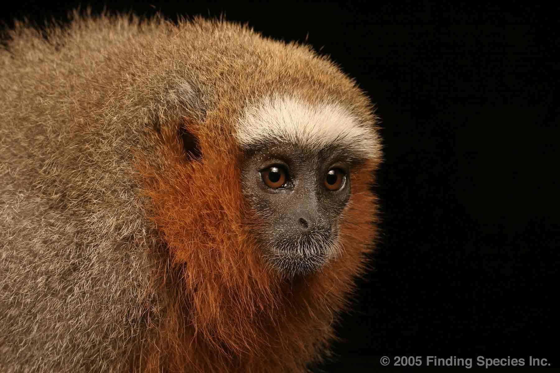 Happy World Monkey Day – Eric Brightwell