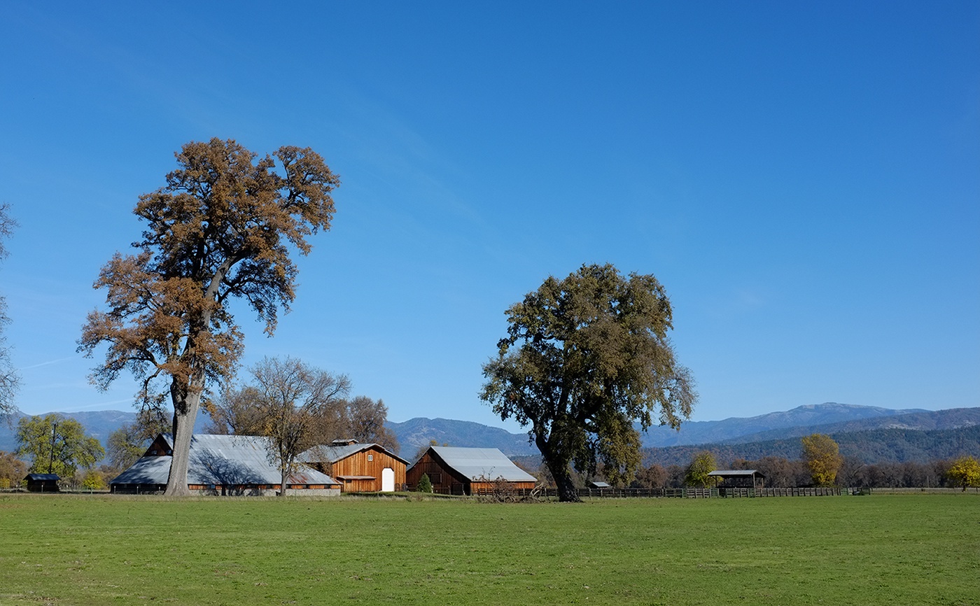 Those Useless Trees — The Valley Oak – Eric Brightwell