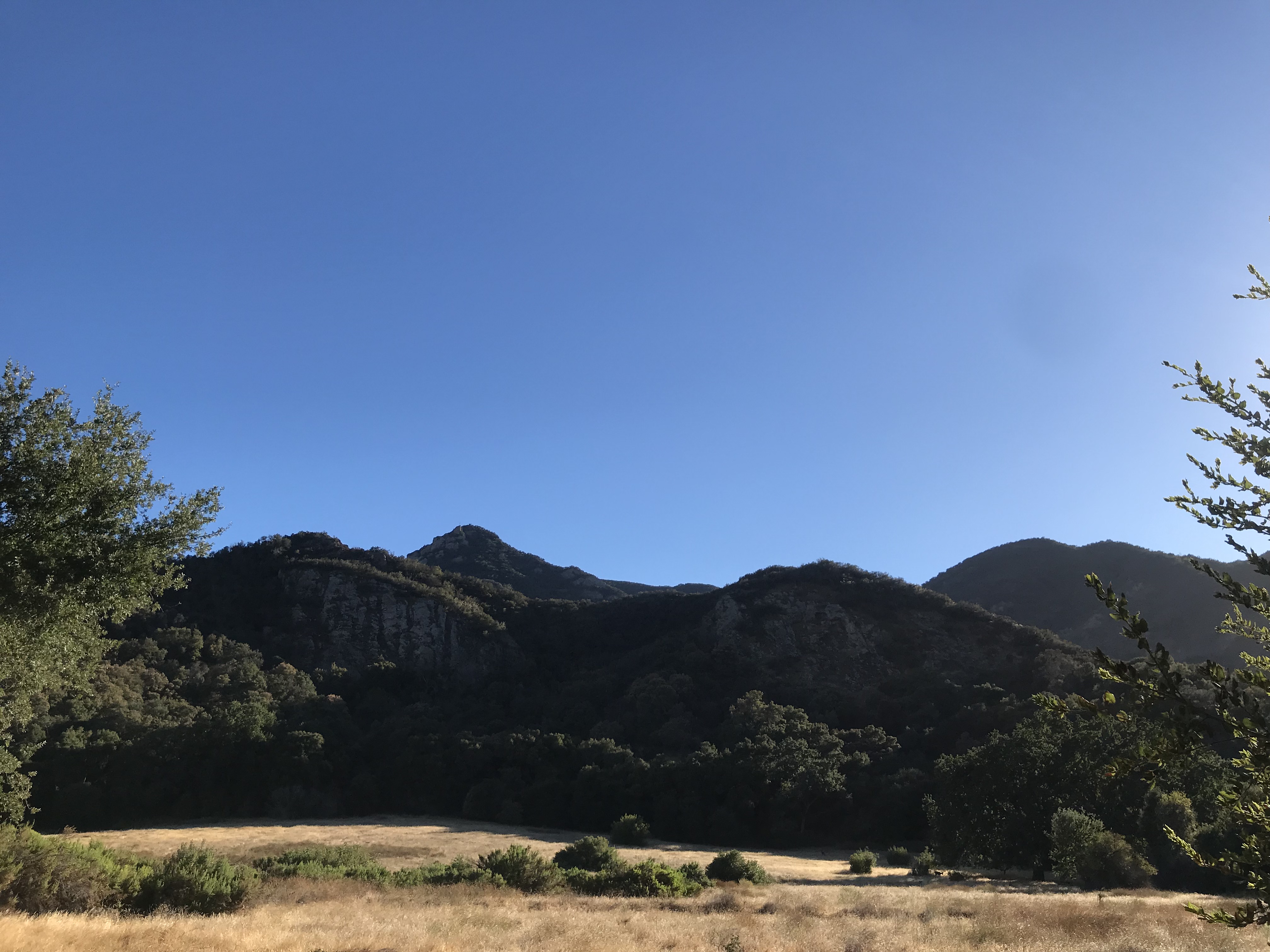 Those Useless Trees — The Valley Oak – Eric Brightwell