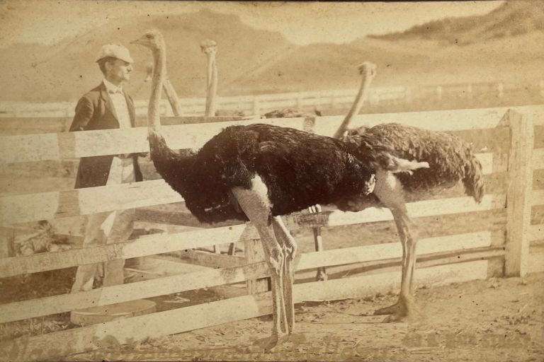 Nobody Drives in LA — The Ostrich Farm Railway – Eric Brightwell